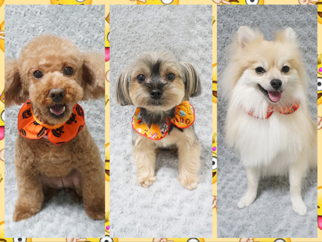 2022/9/8/のお友達♡花音ちゃん＆琴花ちゃん＆こむぎちゃん - DogSalon SORA