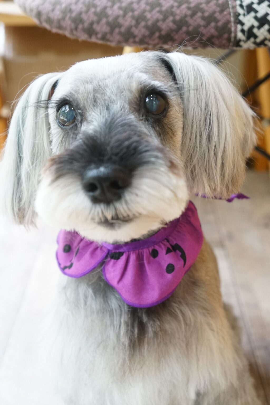 2022/9/6/のお友達♡マリーちゃん＆デイジーちゃん＆ハルくん＆たもちゃん - DogSalon SORA